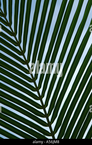 Palm Tree Leaf Stock Photo - Alamy