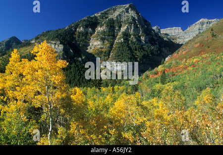 Fall colors at Mount Timpanogos, Utah, USA Stock Photo - Alamy