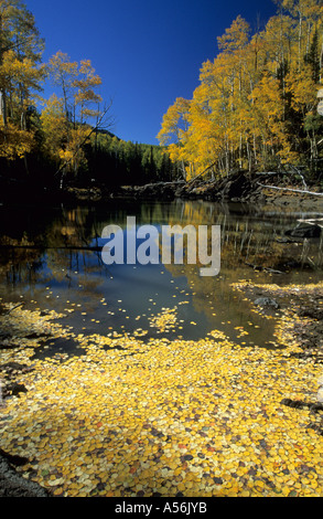 Fall coloured forest in the Wasatch Range, Skyline Drive, Utah, USA ...