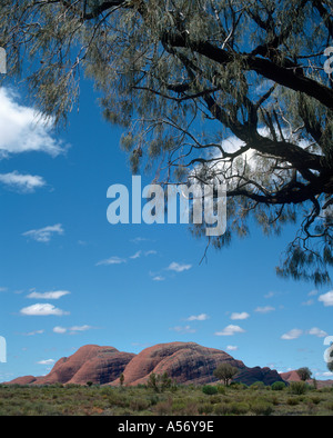 Kata Tjuta (the Olgas) framed by a desert oak and a wide open sky of ...