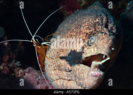 Geistermuraene Ghost Moray Gymnothorax Phasmatodes murene muraene moray ...
