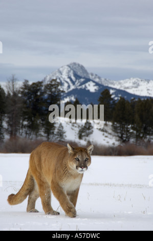 Puma - Mountain Lion Stock Photo - Alamy