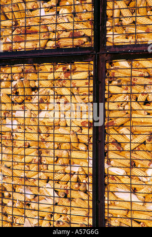 Corn cobs in storage / Corn cobs for cattle feed Stock Photo - Alamy
