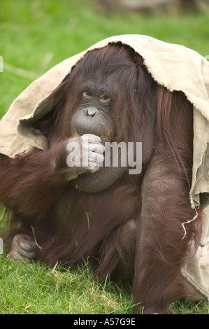 Pongo pygmaeus abelli Stock Photo - Alamy