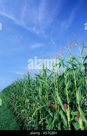corn crops on an field near stuttgart in germany Stock Photo - Alamy