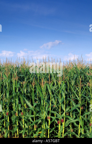 corn in the fields Stock Photo - Alamy