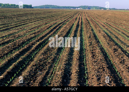 EARLY SPIKE-STAGE CORN IN S.E. MINNESOTA FIELD. LATE MAY Stock Photo ...