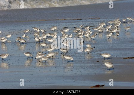 Sanderlings Calidris alba feeding on tideline Gulf coast Florida USA ...