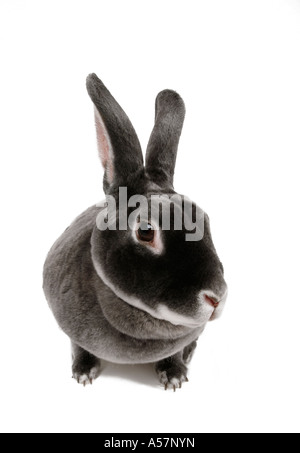 Grey Rex rabbit Stock Photo - Alamy