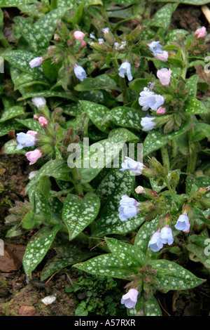 Pulmonaria Roy Davidson Stock Photo - Alamy