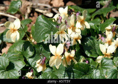 Viola odorata apricot Stock Photo - Alamy