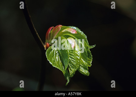 Leaf forming out of breaking lime bud England UK Stock Photo - Alamy