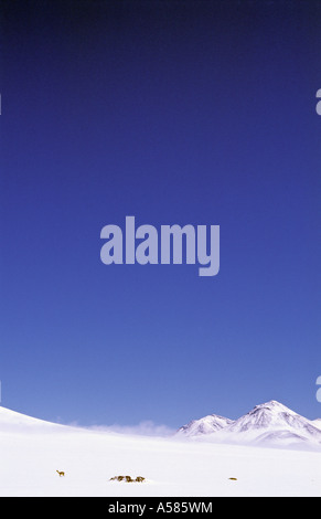 Solitary vicuna Vicugna vicugna in the snow of the southern altiplano ...