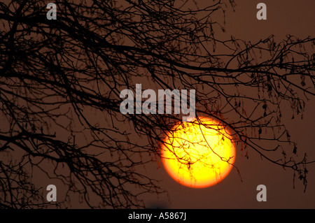 Sun behind a tree Stock Photo - Alamy