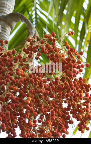 Carpentaria palm tree (Carpentaria acuminata) with fruits Stock Photo ...