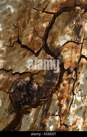 Brown Mallet (Eucalyptus astringens) dry woodland, Dryandra Woodland ...