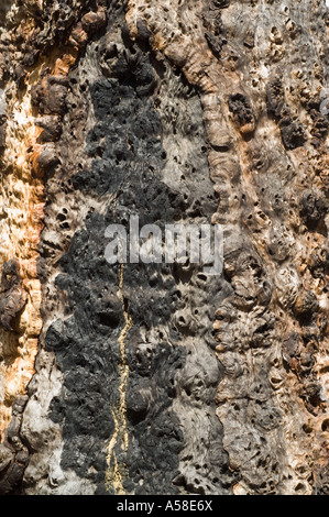 Brown Mallet (Eucalyptus astringens) dry woodland, Dryandra Woodland ...