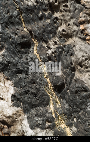 Brown Mallet (Eucalyptus astringens) dry woodland, Dryandra Woodland ...