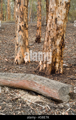 Wandoo woodland (Eucalyptus wandoo) in Dryandra State Forest, Western ...