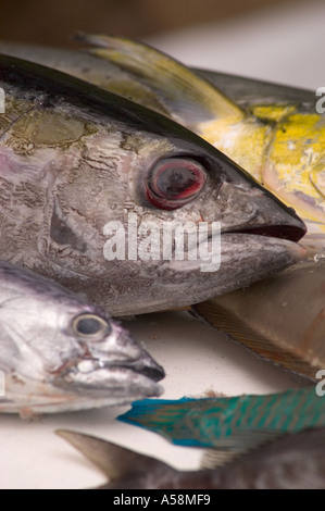 Salt water fish native to Guam USA Stock Photo - Alamy