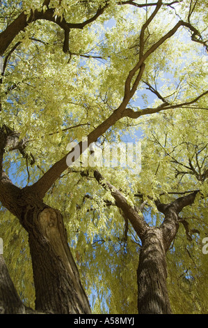 Variegated Peppermint Tree (Agonis flexuosa) habit, drooping yellow ...