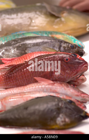 Salt water fish native to Guam USA Stock Photo - Alamy