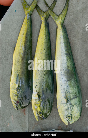 Salt water fish native to Guam USA Stock Photo - Alamy