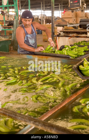 Bananas being processed for shipment Stock Photo - Alamy