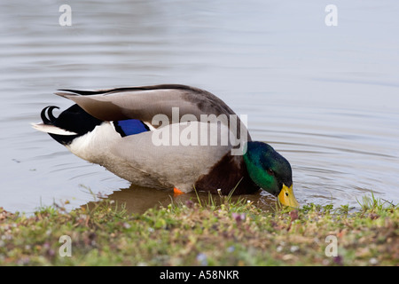 Photo of a mallard duck at a pond. Male mallard at the pond Stock Photo ...