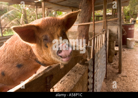 Pig Saipan CNMI Stock Photo - Alamy