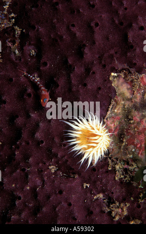 Blue eyed Triplefin Notoclinops segmentatus Stock Photo - Alamy