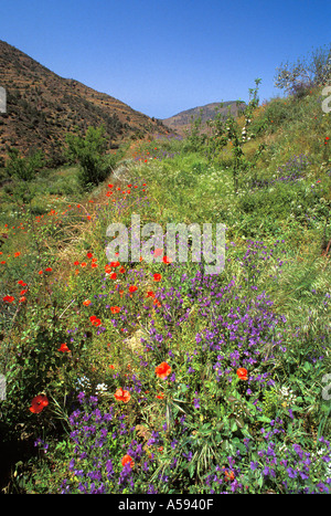 Nature Flowers in Cyprus Stock Photo - Alamy