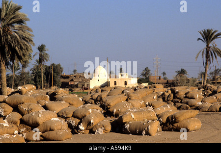 Cotton field and farm house in Emporia, Virginia, USA Stock Photo - Alamy