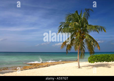 Palm tree and seven miles beach view at Sensatori Negril Jamaica Stock ...