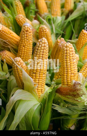 YELLOW CROP: Ripe fresh corn lays on a wooden canvas board in the ...