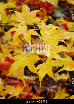 Acer palmatum Ichigyosi Japanese maple Autumn colour Stock Photo - Alamy