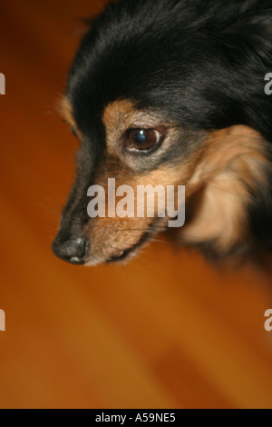 animal pet mammal dog proboscis male dog animal pet mammal dog male dog ...