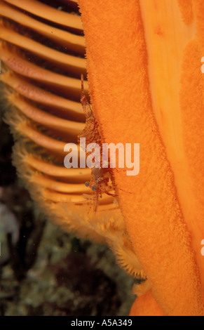 Broken back Shrimp Heptacarpus kincaidi and Sea Pen Stock Photo - Alamy