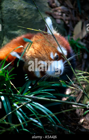 Red Panda - Australia Zoo Stock Photo - Alamy
