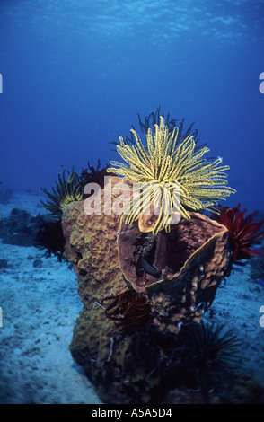INVERTEBRATE STARFISH Yellow Feather Star Stock Photo - Alamy