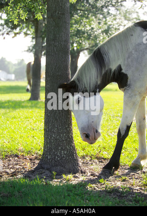 American Paint Quarter Horse mare scratching head on tree Stock Photo ...