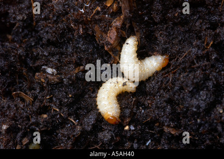VINE WEEVIL LARVAE OTIORHYNCHUS SULCATUS DAMAGE AND A LACK OF NEW ROOTS ...