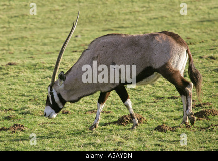 East African oryx (common beisa oryx) calf, Samburu Game Reserve, Kenya ...