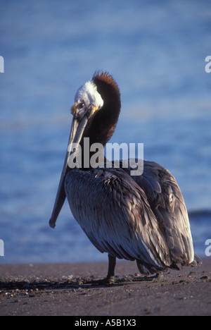 California Brown Pelican roosting on rock at Punta Lobos in Baja ...
