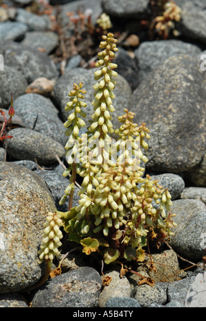 Common navelwort, Umbilicus rupestris, yellow navelwort, Umbilicus ...