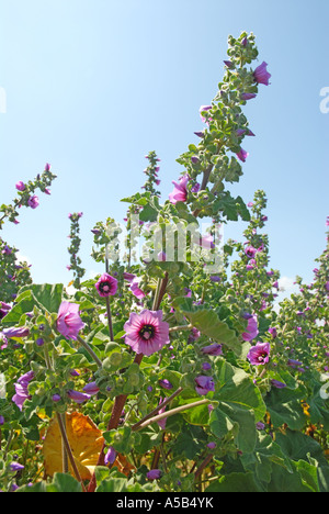Tree mallow Lavatera arborea, growing on the uninhabited coastal island ...