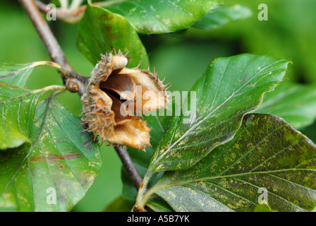 Beech mast showing the nuts Stock Photo - Alamy