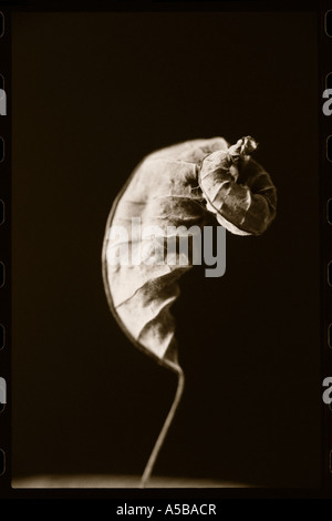A dead leaf Stock Photo - Alamy