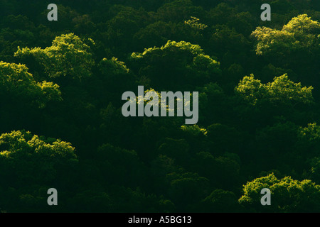 oak trees near Austin Texas Stock Photo - Alamy