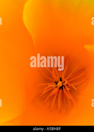 closeup of orange yellow eschscholzia flower. spring flowers on natural ...